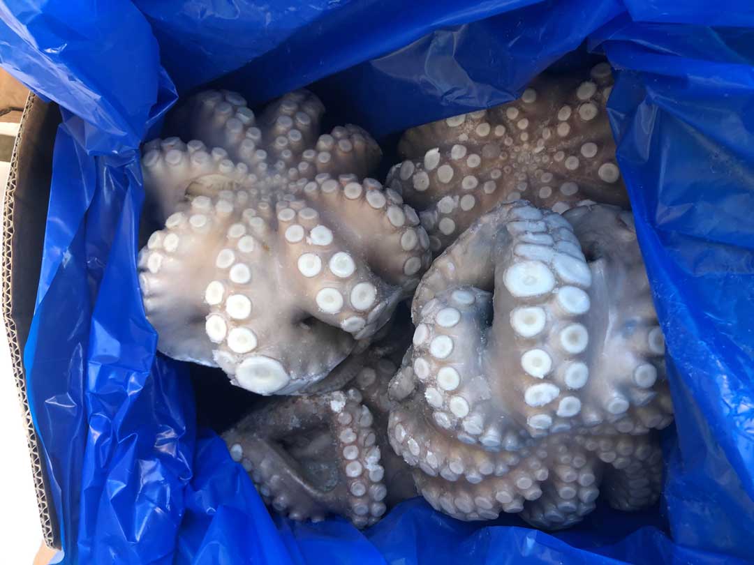 Morocco trip: octopus season has started - marupesca